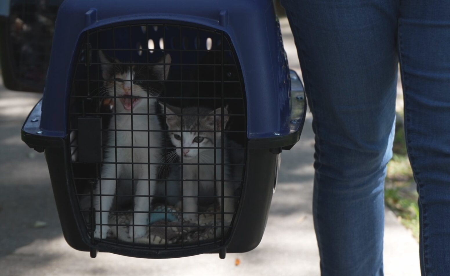 Adoption - Sheltering Hands Inc