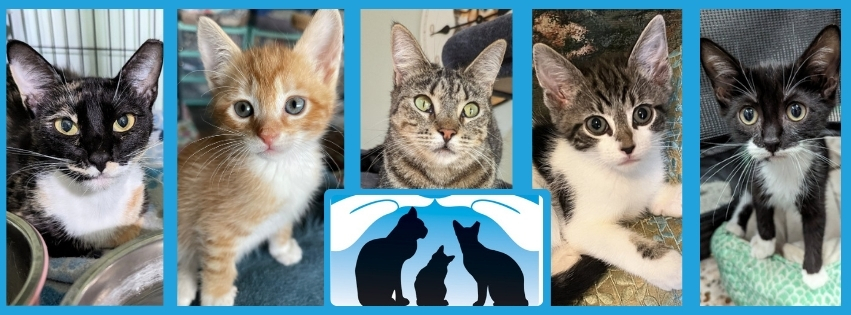 Schedule - Sheltering Hands Inc